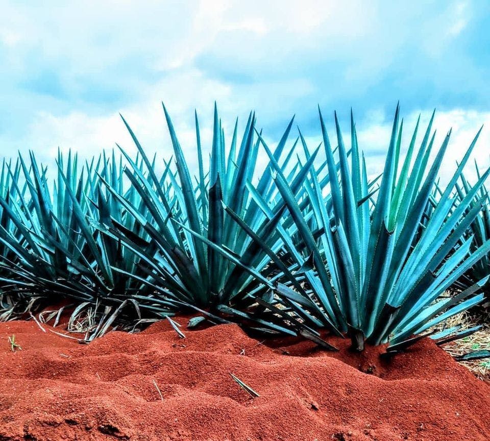 日本初のアガベ畑で最高の乾杯を！沖縄で『AGAVE SUMMIT』を開催したい！ - CAMPFIRE (キャンプファイヤー)