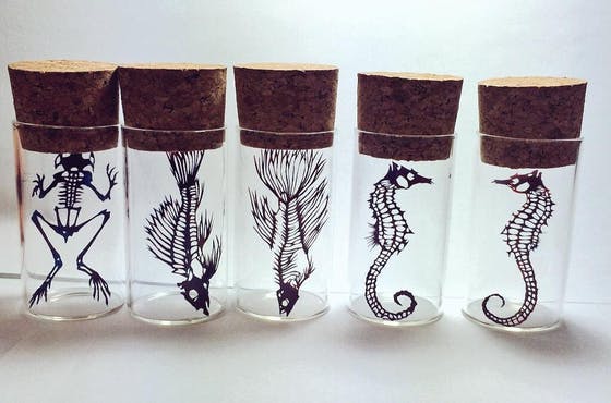 透明標本風切り絵 - CAMPFIRE (キャンプファイヤー)