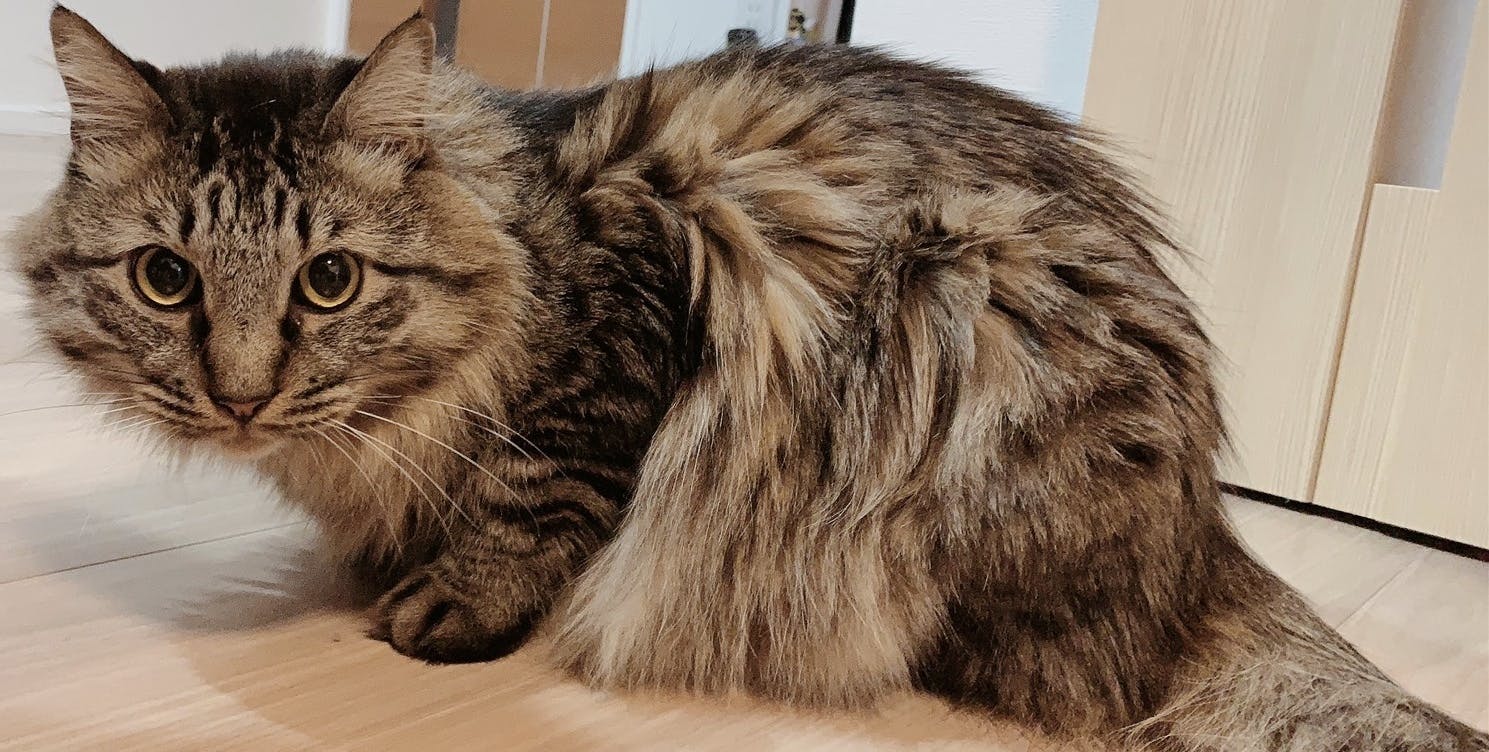 ご支援ありがとうございました！！ - CAMPFIRE (キャンプファイヤー)