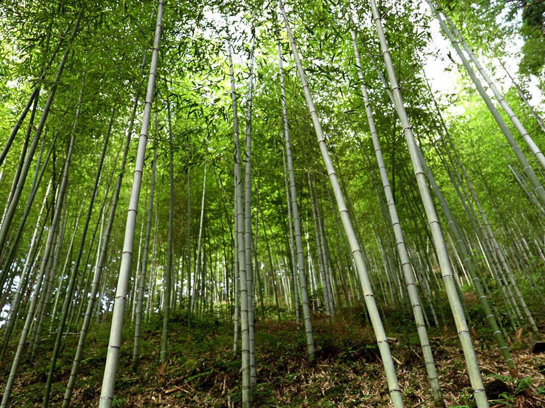 Discover Lexus「Bamboo」に竹が登場 - CAMPFIRE (キャンプファイヤー)