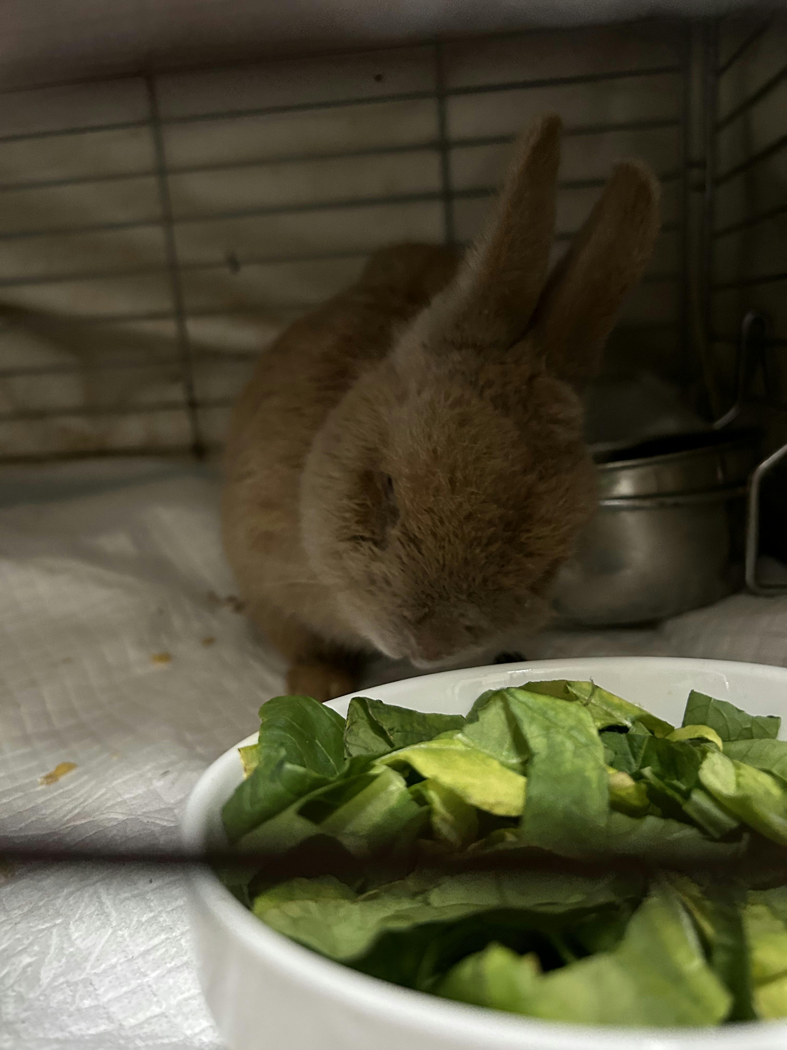 13 - CAMPFIRE (キャンプファイヤー)