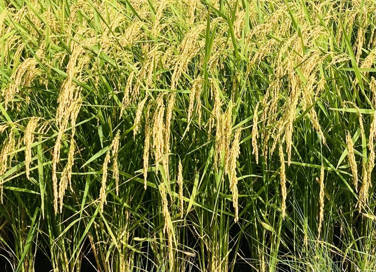 9月21日 お米の様子をご報告しますっ(^o^) - CAMPFIRE (キャンプファイヤー)