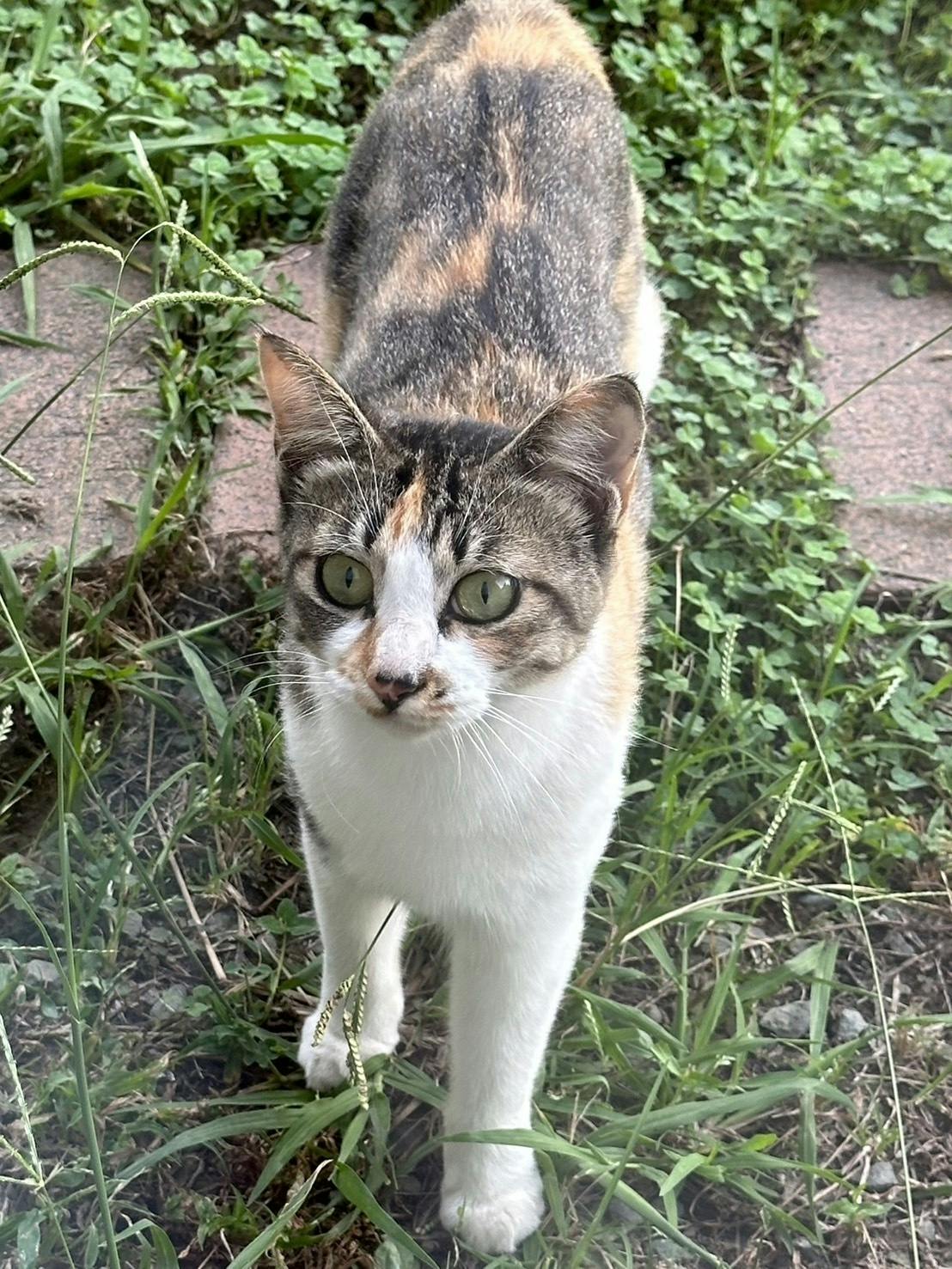 なぜTNRが必要なのか ― 活動の背景と想い - CAMPFIRE (キャンプファイヤー)