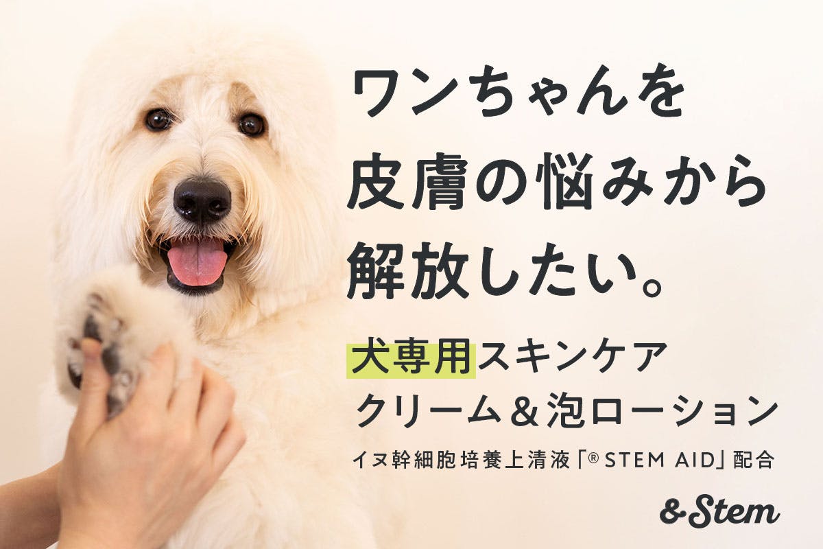 【お礼】＆StemのプロジェクトがSUCCESSしました - CAMPFIRE (キャンプファイヤー)