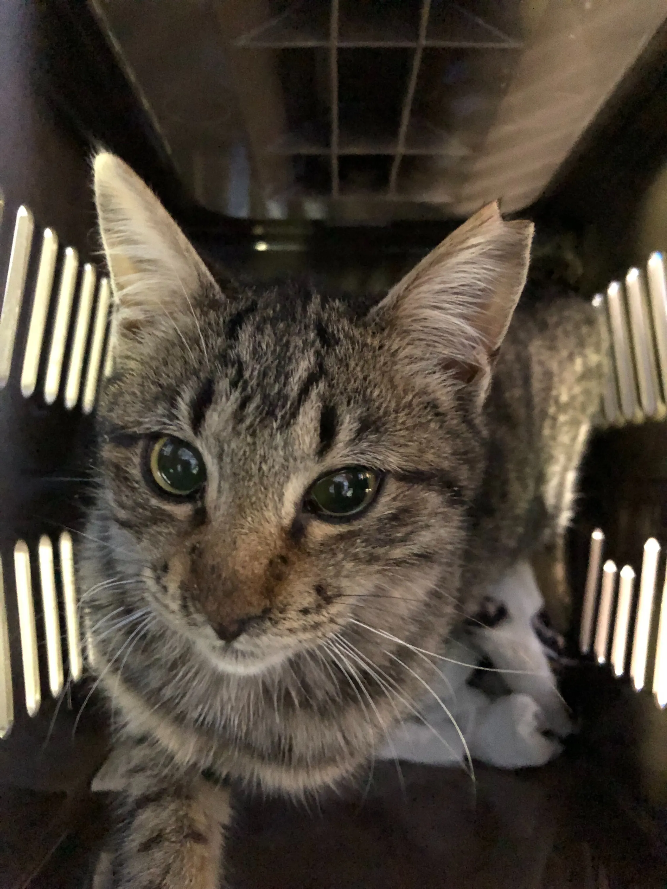 人も猫も幸せに暮らしていける町にしたい！地域猫すべてに不妊去勢手術を実施します。 - CAMPFIRE (キャンプファイヤー)