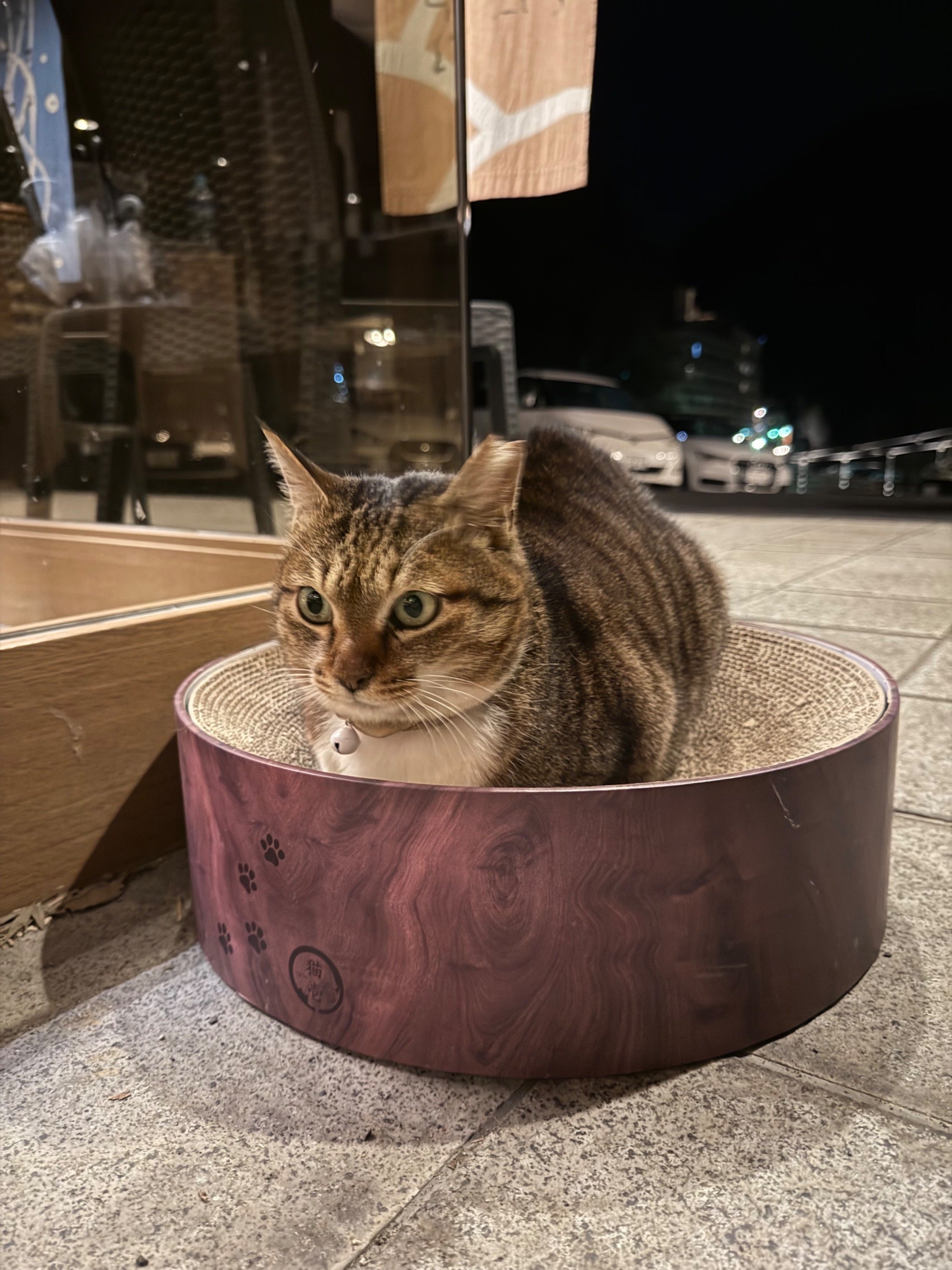 活動報告一覧 - まにわの猫たちの未来を支えるTNRプロジェクト - CAMPFIRE (キャンプファイヤー)