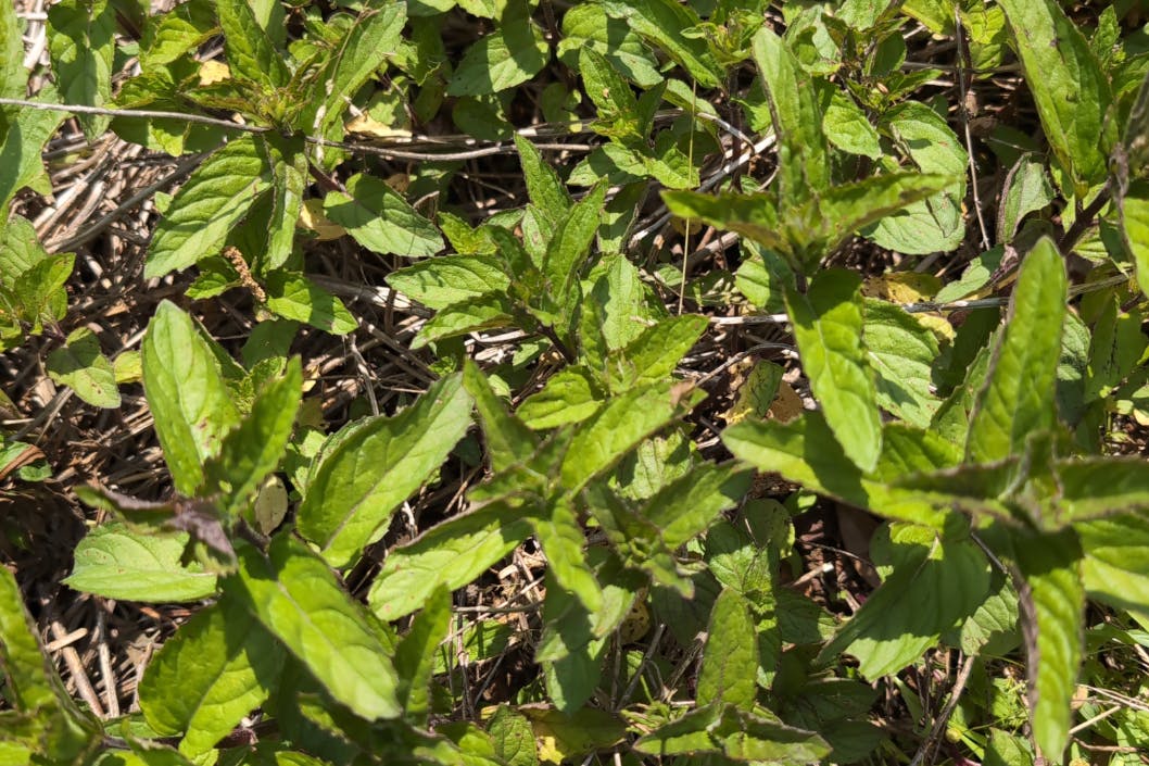 アイディア保護とサポートのための特許相談プロジェクト - CAMPFIRE (キャンプファイヤー)