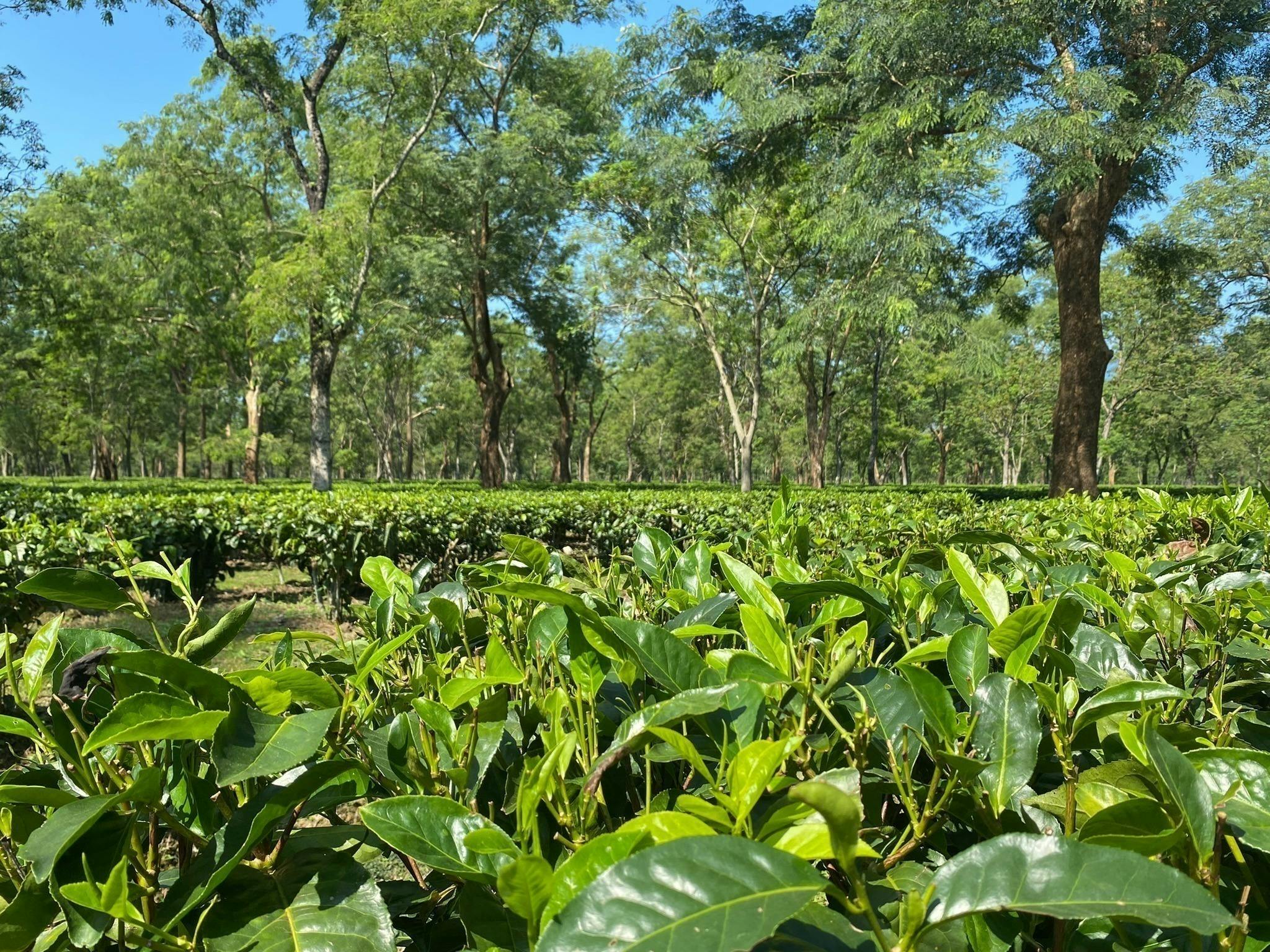 初日のご報告と感謝 - CAMPFIRE (キャンプファイヤー)